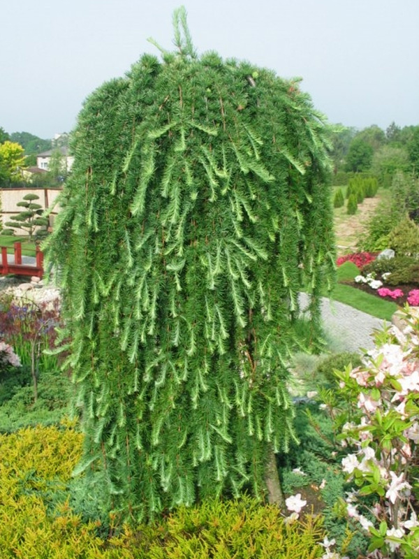 Zada pentru arhitectura peisagistică - arbori coniferi În Moldova