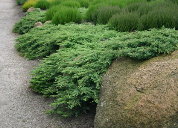 Ienupăr pentru arhitectura peisagistică - arbori coniferi În Moldova