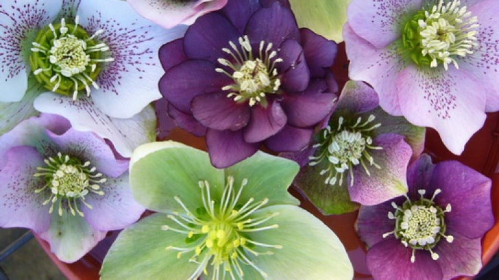 Comandă planta perenă Spânzul în Moldova pentru amenajarea grădinilor